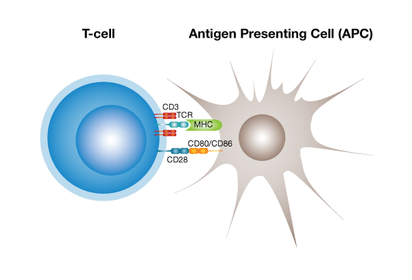 iLite® T-cell Activation Bioassays iLite® T-cell Activation Bioassays